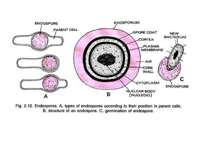 Endospore | PPT