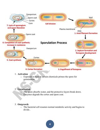 Endospore and Sporulation in Bacteria for Biotechnoly & Botany SEM-3 | PDF
