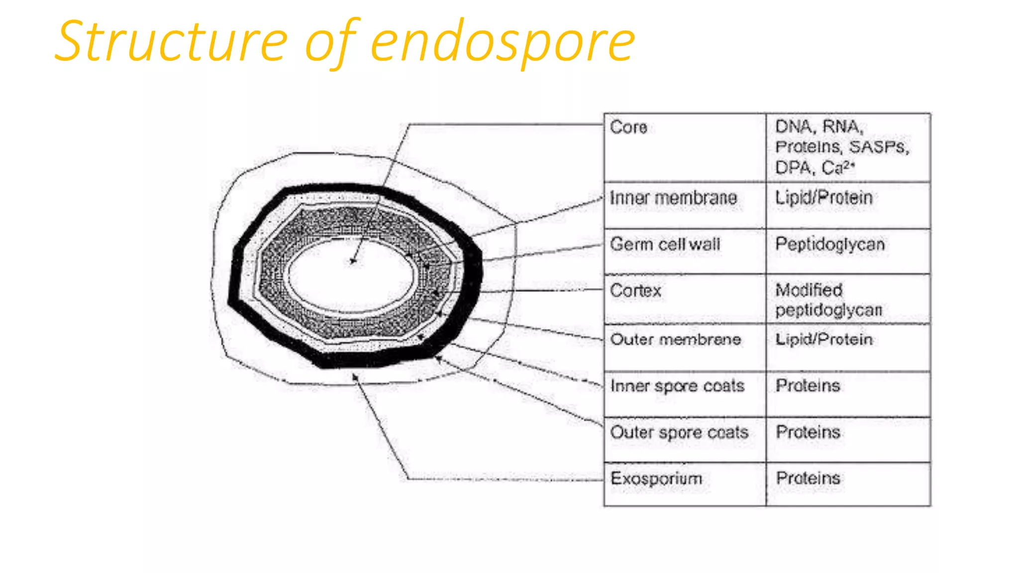 Endospore and Exospore | PPTX