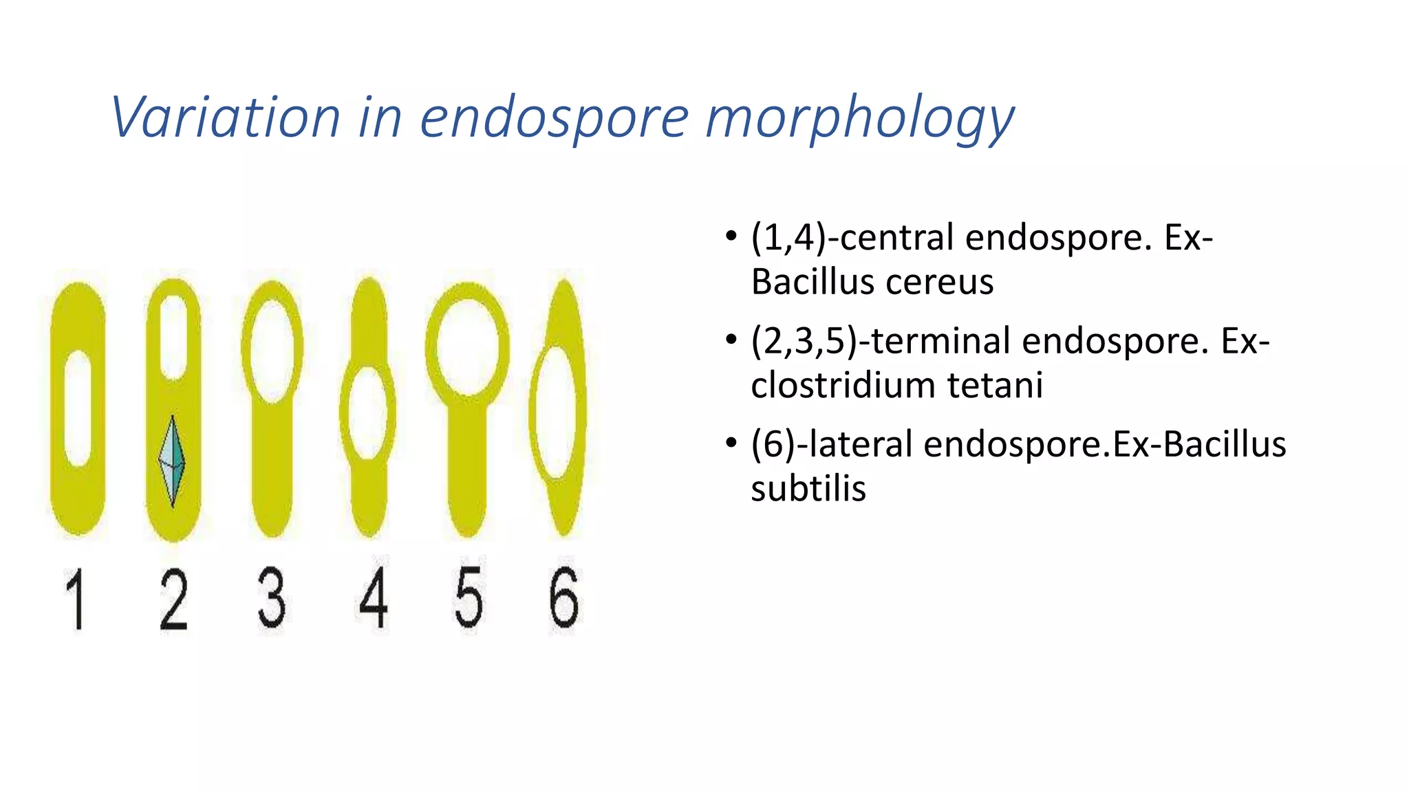 Endospore and Exospore | PPTX