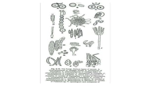 Endospore and Exospore | PPTX