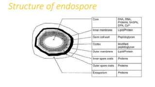 Endospore and Exospore | PPTX