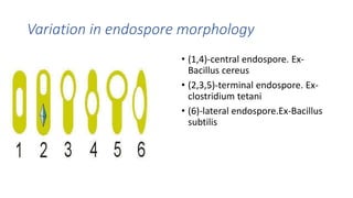 Endospore and Exospore | PPTX