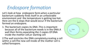 Endospore and Exospore | PPTX