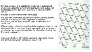 Endospore and Exospore | PPTX