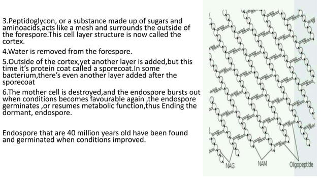 Endospore and Exospore | PPTX