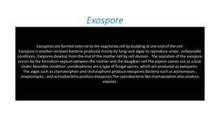 Endospore and Exospore | PPTX