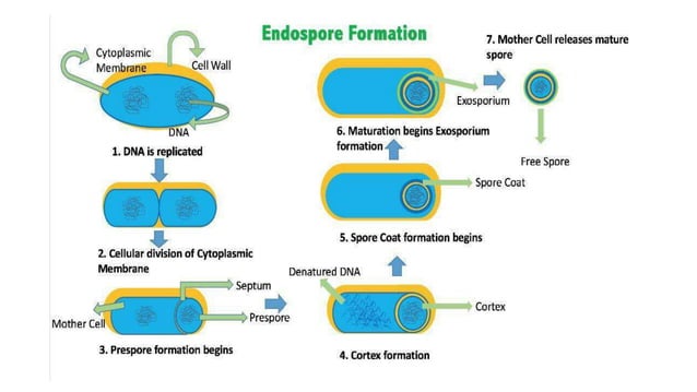 Endospore and Exospore