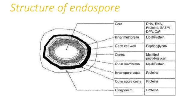 Endospore and Exospore