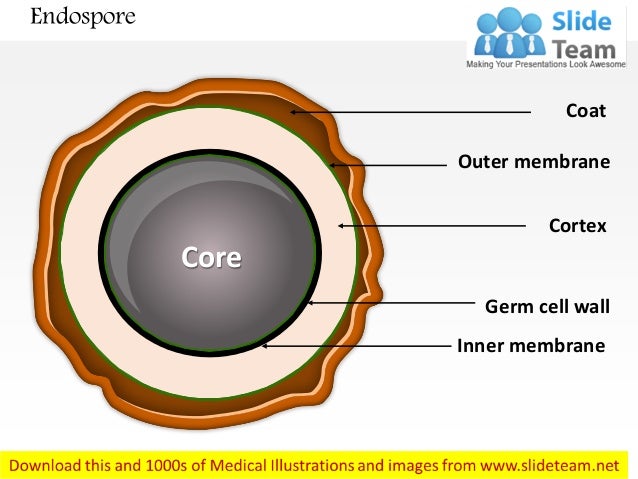 Endospore medical images for power point