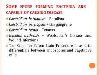 Endospores | PPT | Chemistry | Science