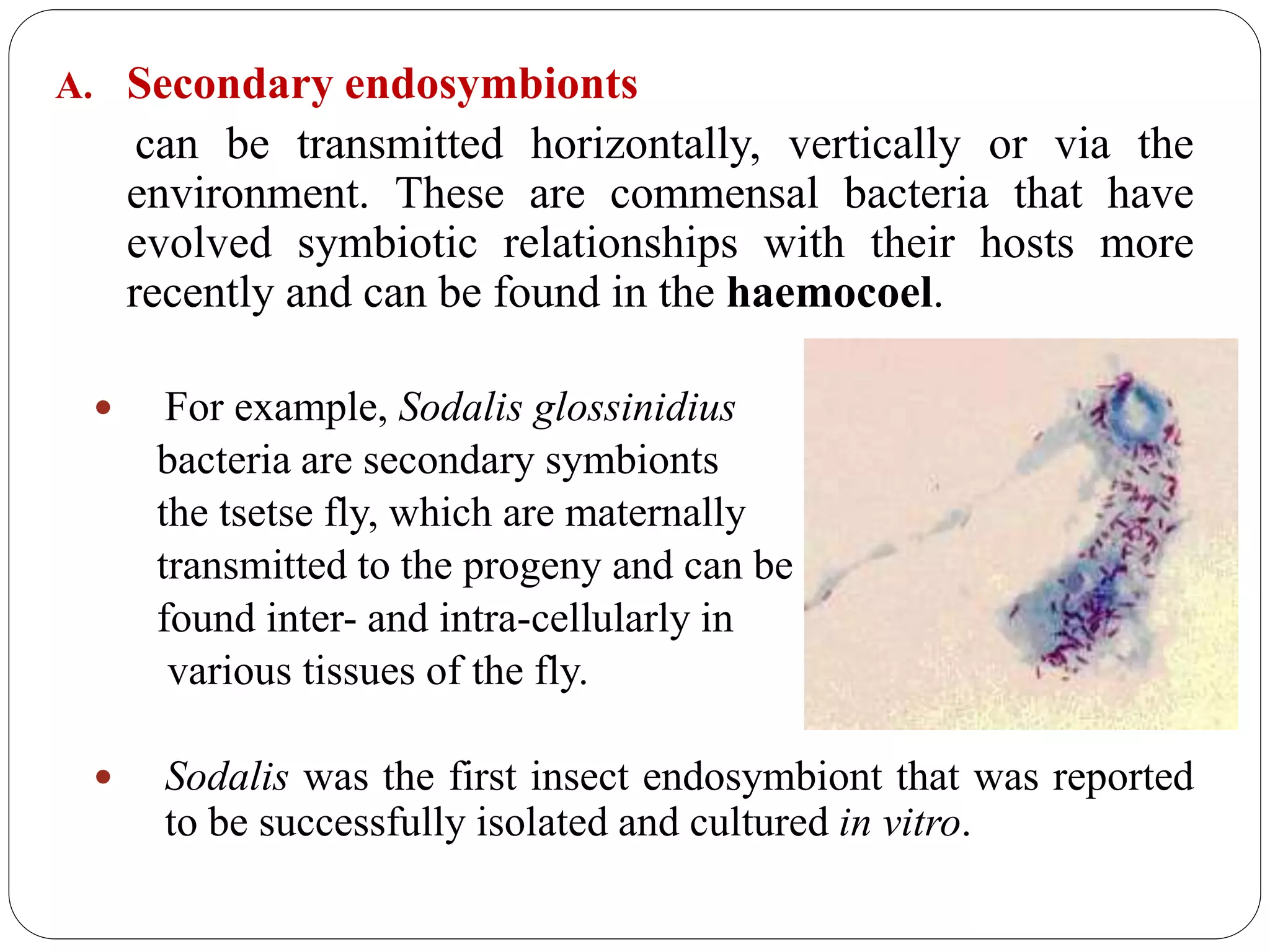 Endosymbionts of insects | PPTX