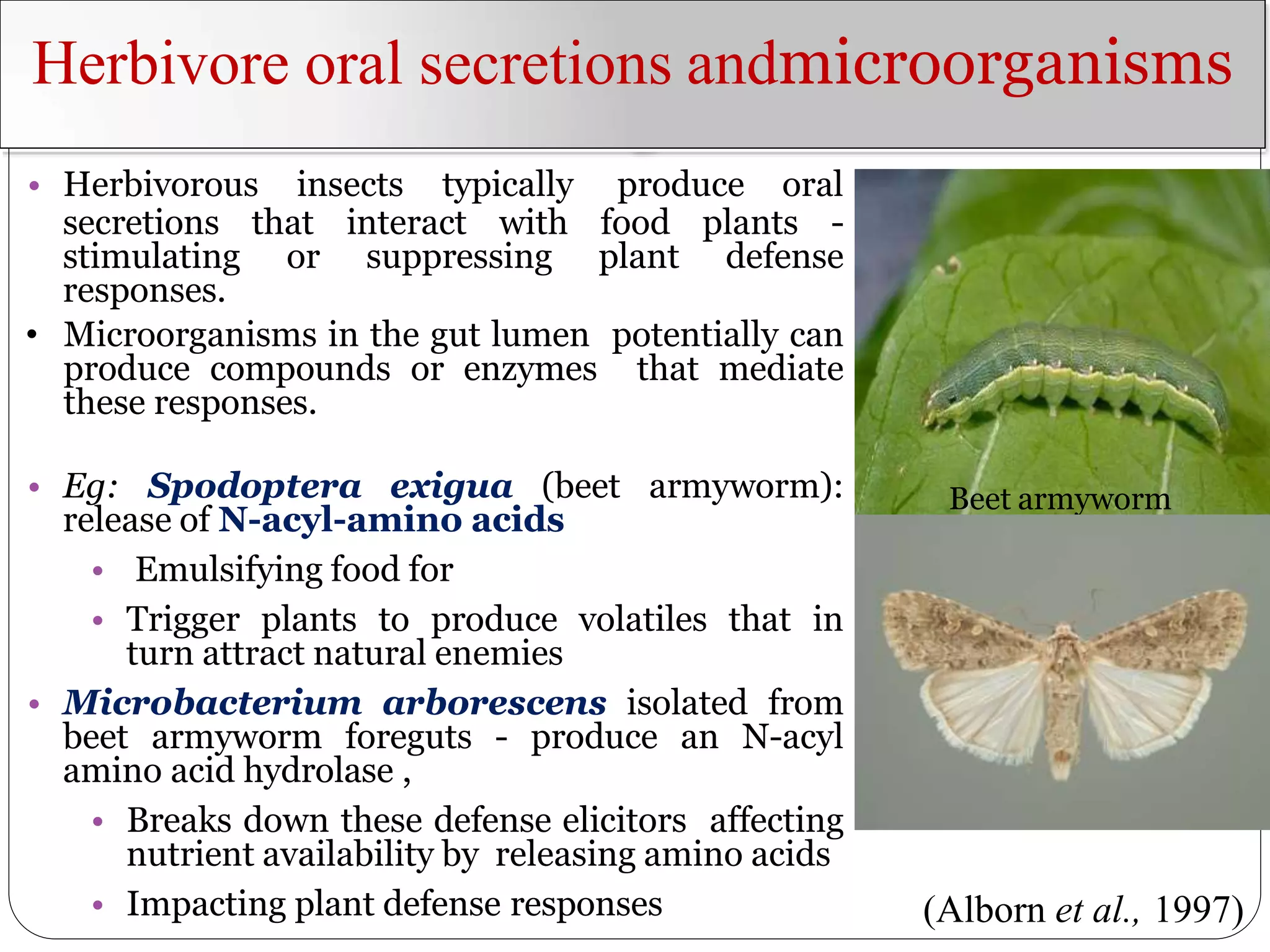 Endosymbionts of insects | PPTX