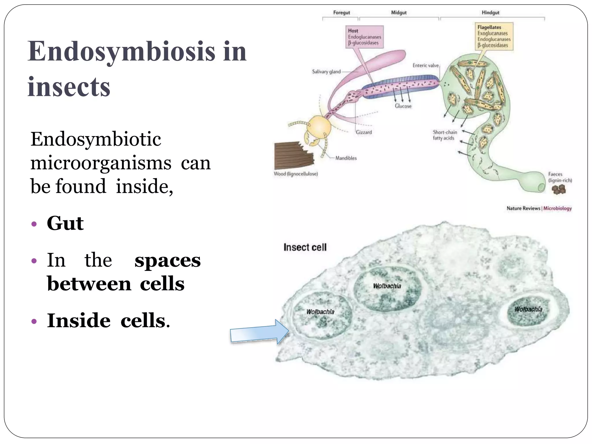 Endosymbionts of insects | PPTX