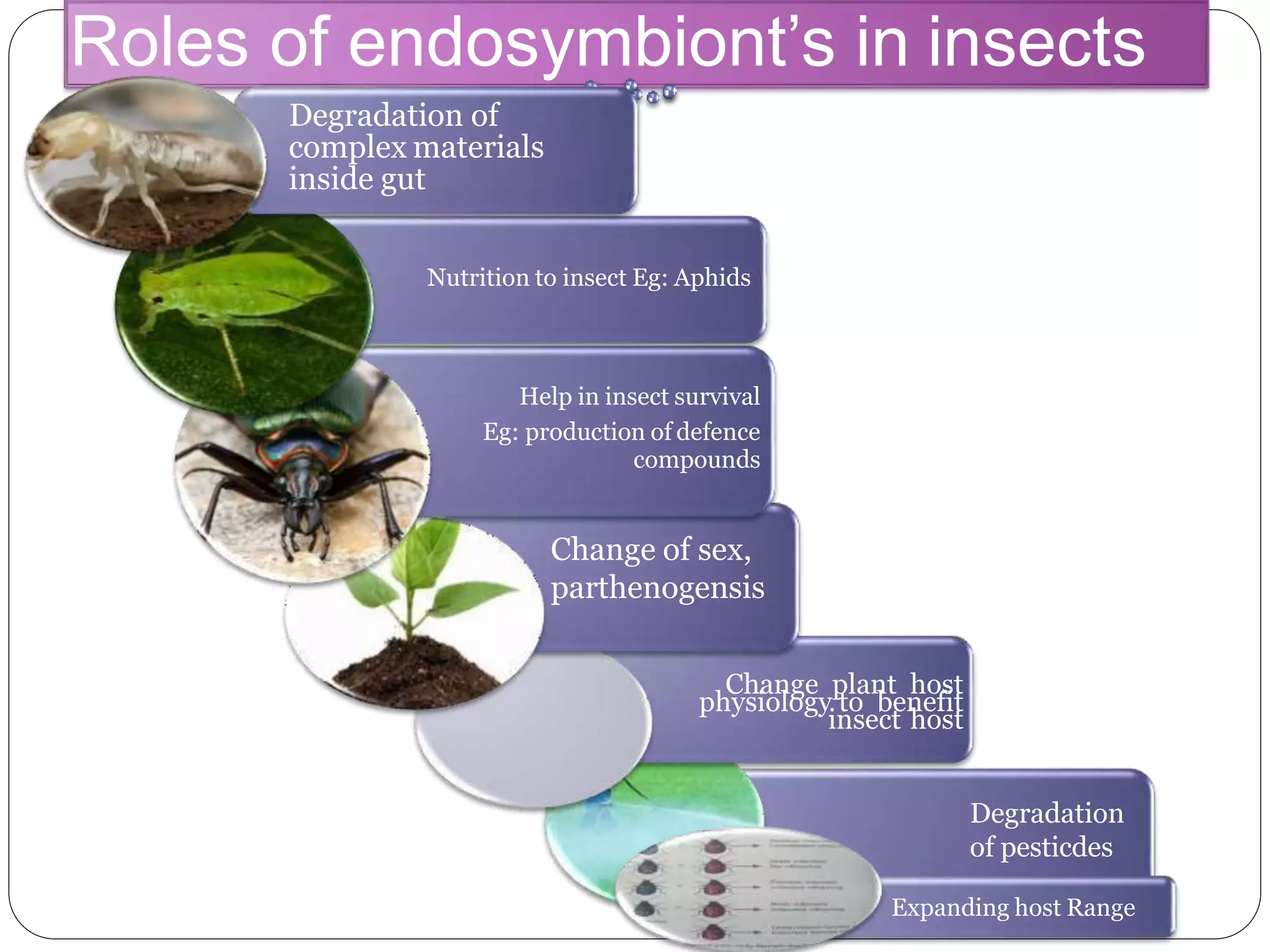 Endosymbionts of insects | PPTX