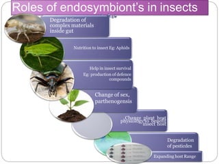 Endosymbionts of insects | PPTX
