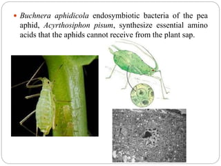 Endosymbionts of insects | PPTX