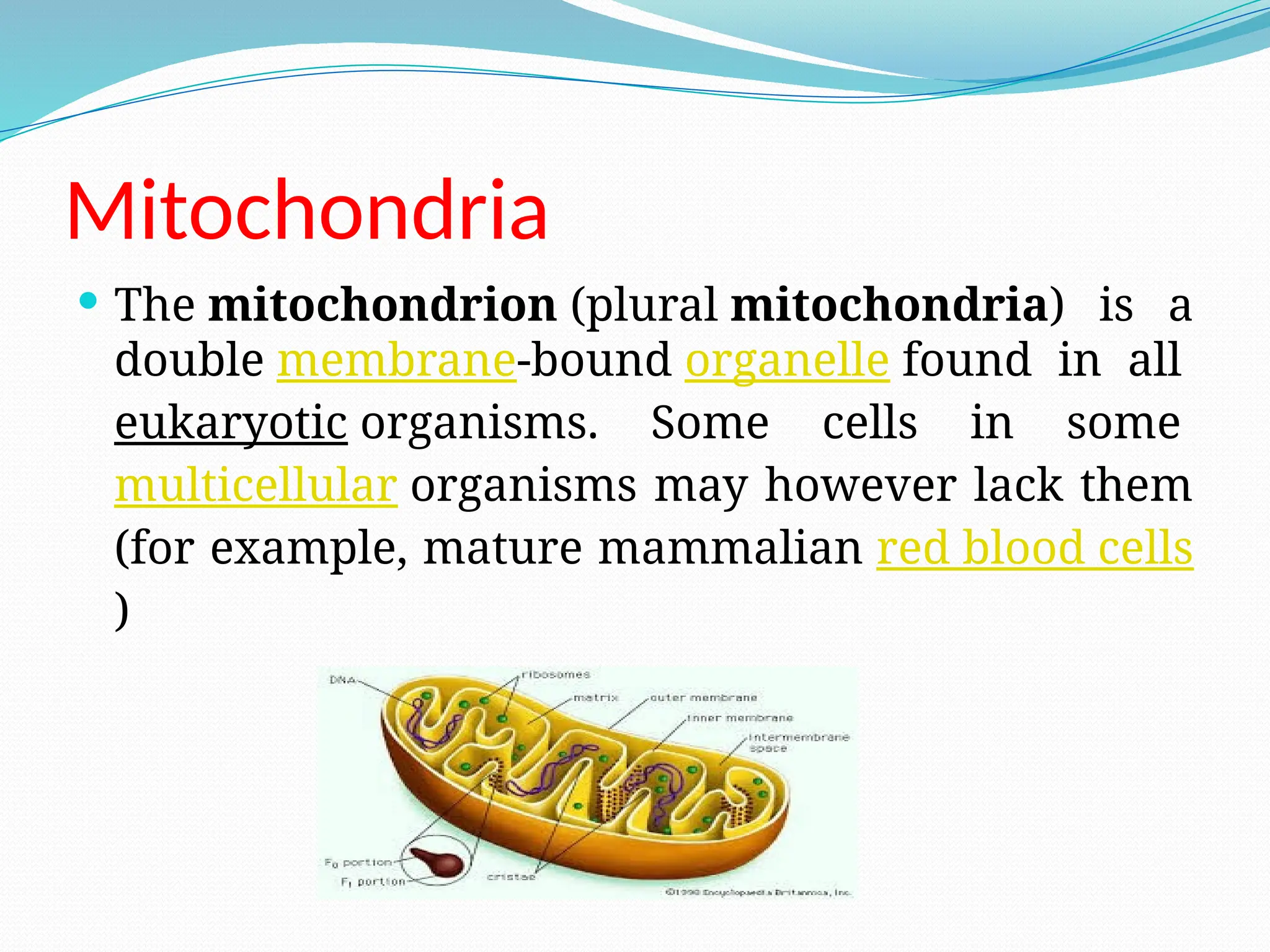 Endosymbiotic.pptx Theories of origin of chloroplast and mitochondria | PPTX
