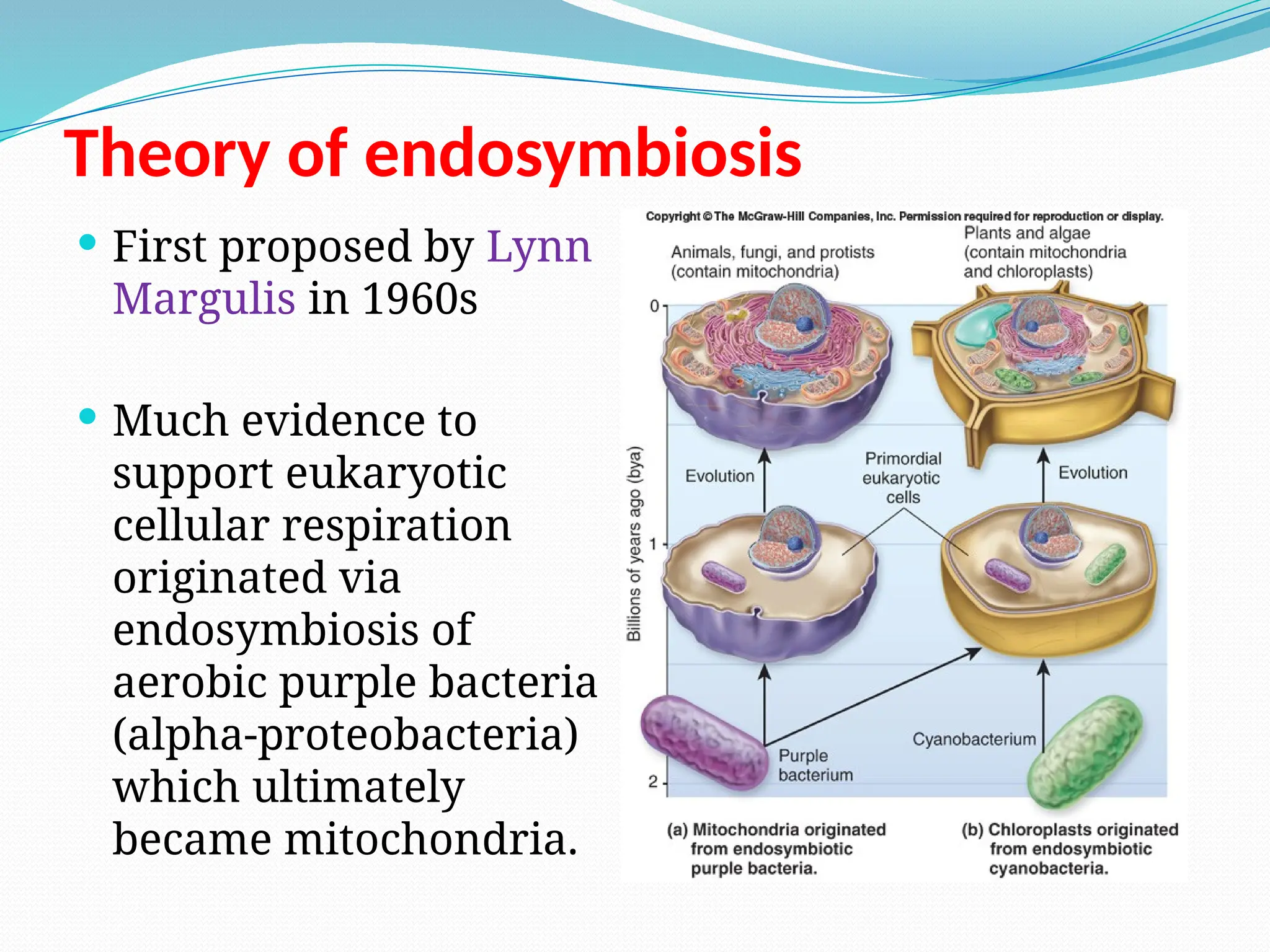 Endosymbiotic.pptx Theories of origin of chloroplast and mitochondria ...