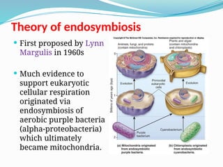Endosymbiotic.pptx Theories of origin of chloroplast and mitochondria ...