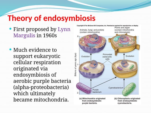 Endosymbiotic.pptx Theories of origin of chloroplast and mitochondria | PPTX