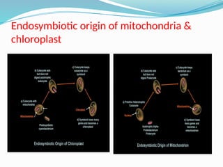 Endosymbiotic.pptx Theories of origin of chloroplast and mitochondria ...