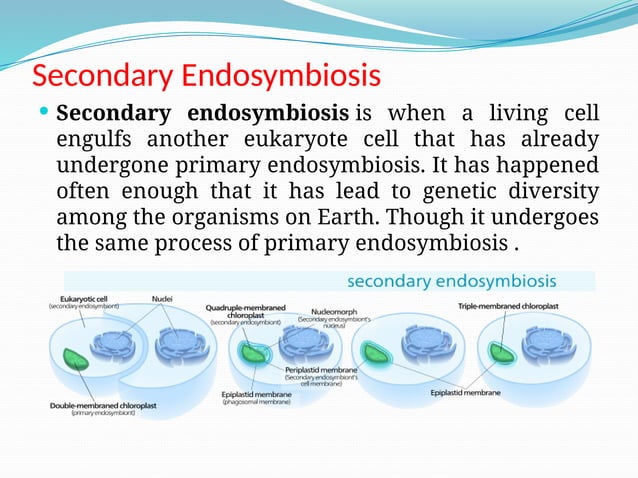 Endosymbiotic.pptx Theories of origin of chloroplast and mitochondria ...