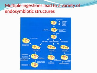 Endosymbiotic.pptx Theories of origin of chloroplast and mitochondria ...