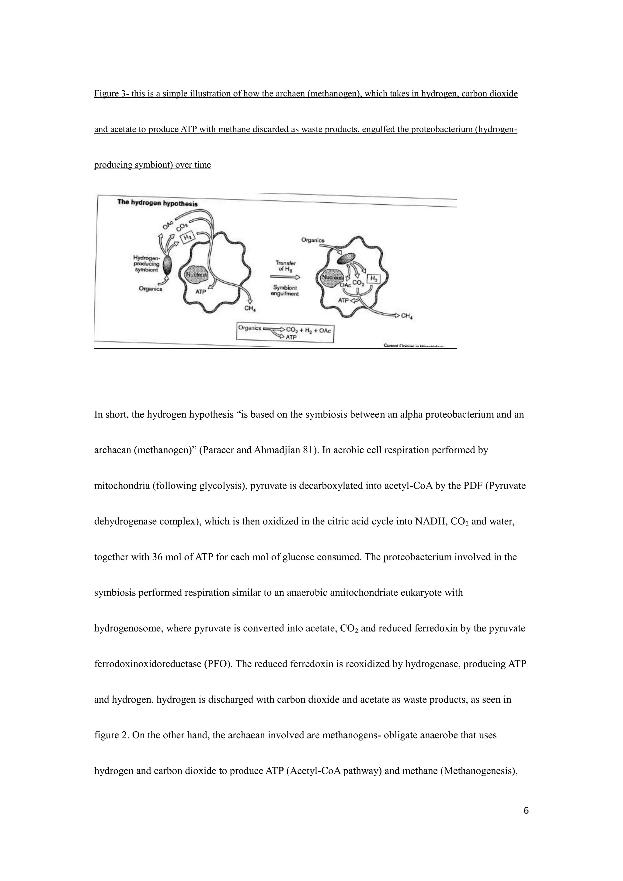 Endosymbiotic theory | DOCX | Biological Sciences | Science