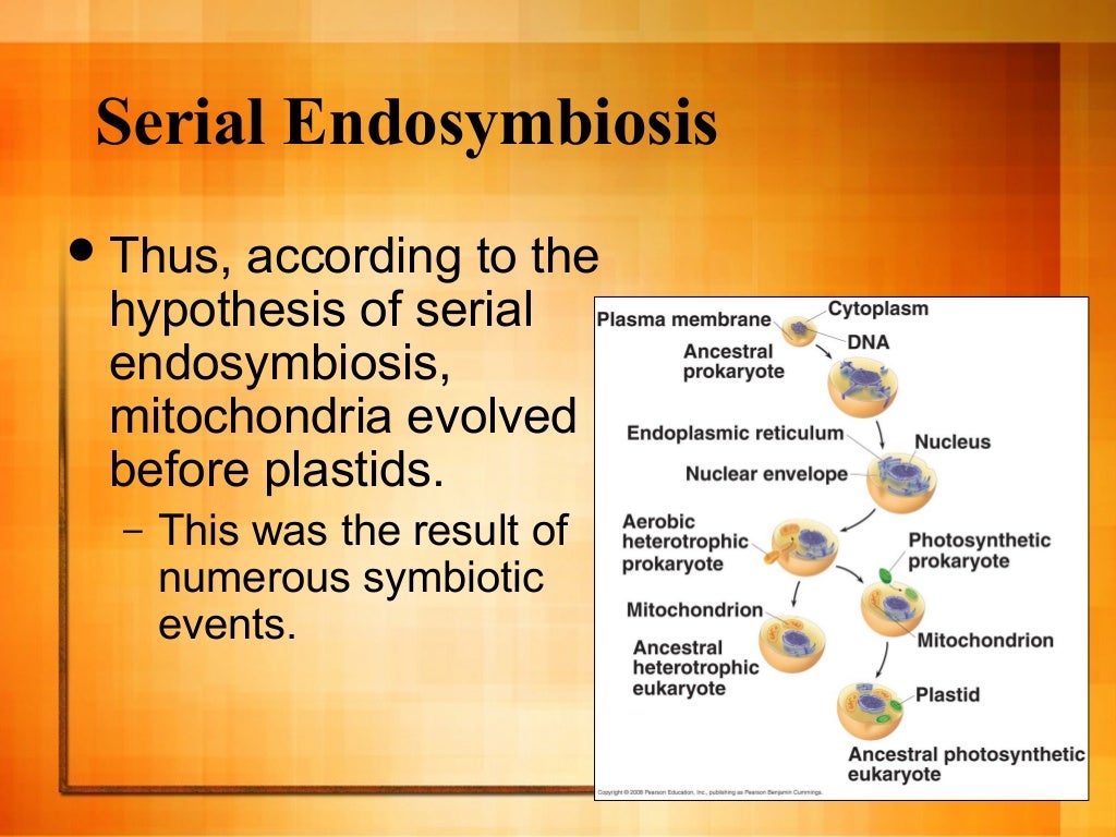 Endosymbiotic theory (1)