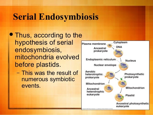 Endosymbiotic theory (1)
