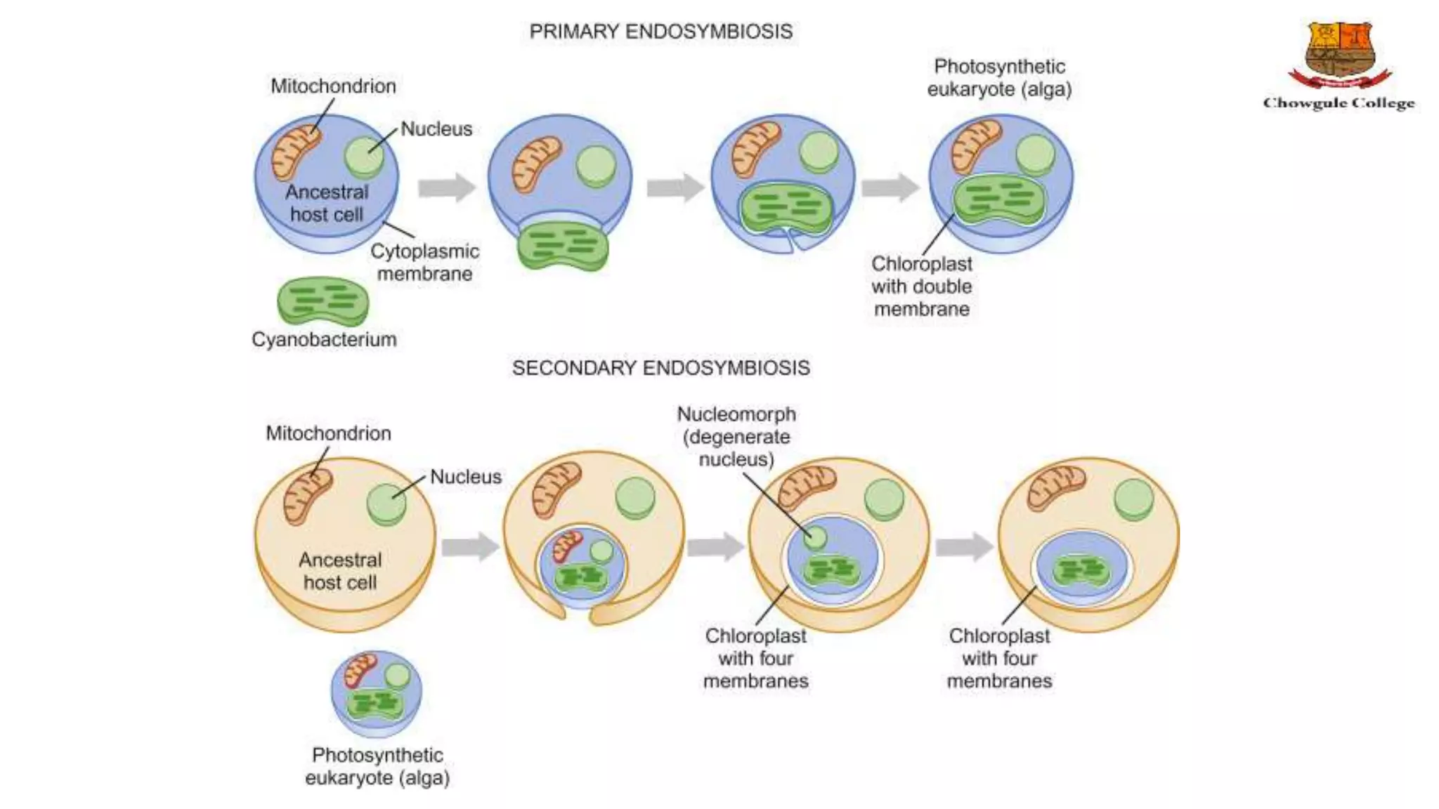 Endosymbiotic theory | PPTX