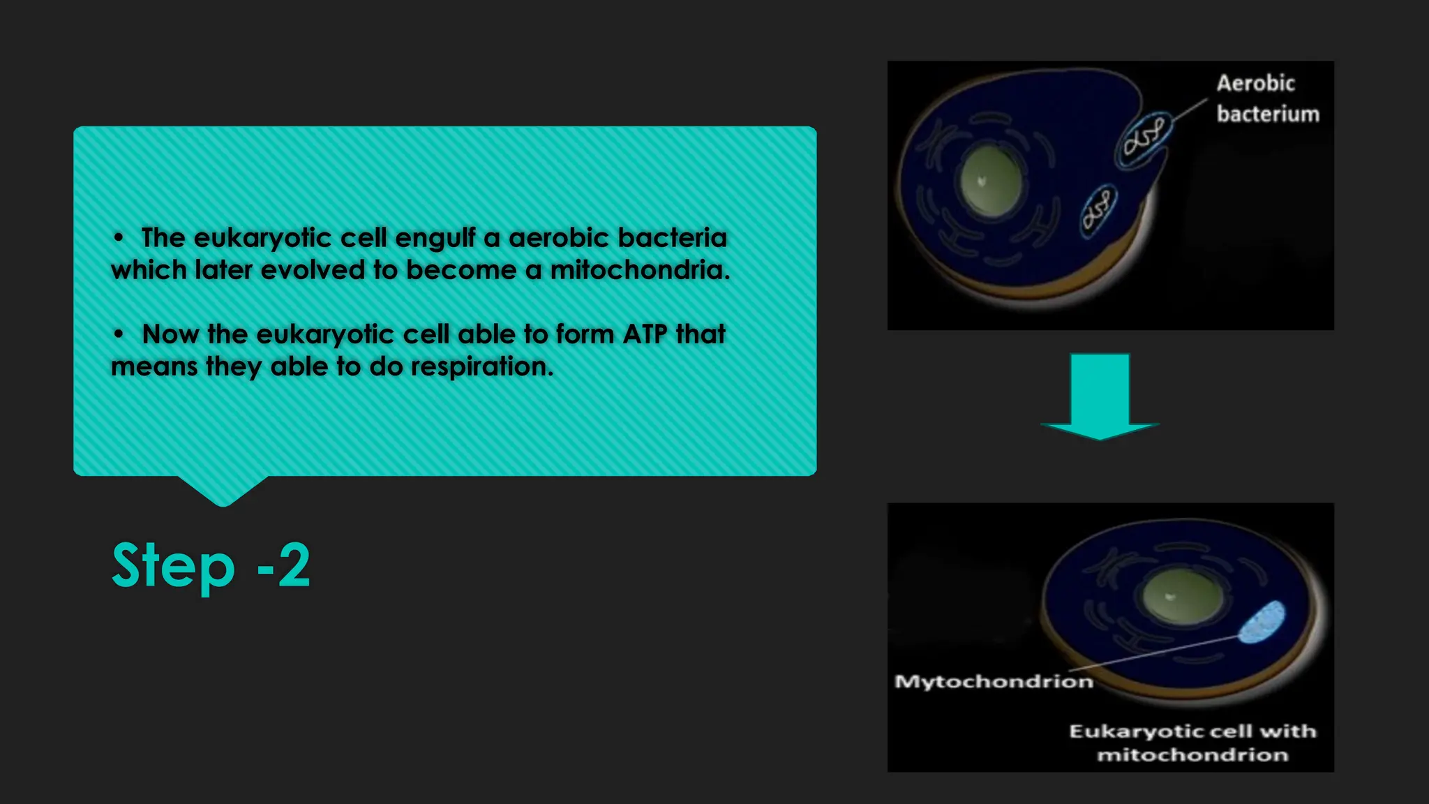 Endosymbiotic Theory (steps, function and proof) presentation.ppt. | PPTX