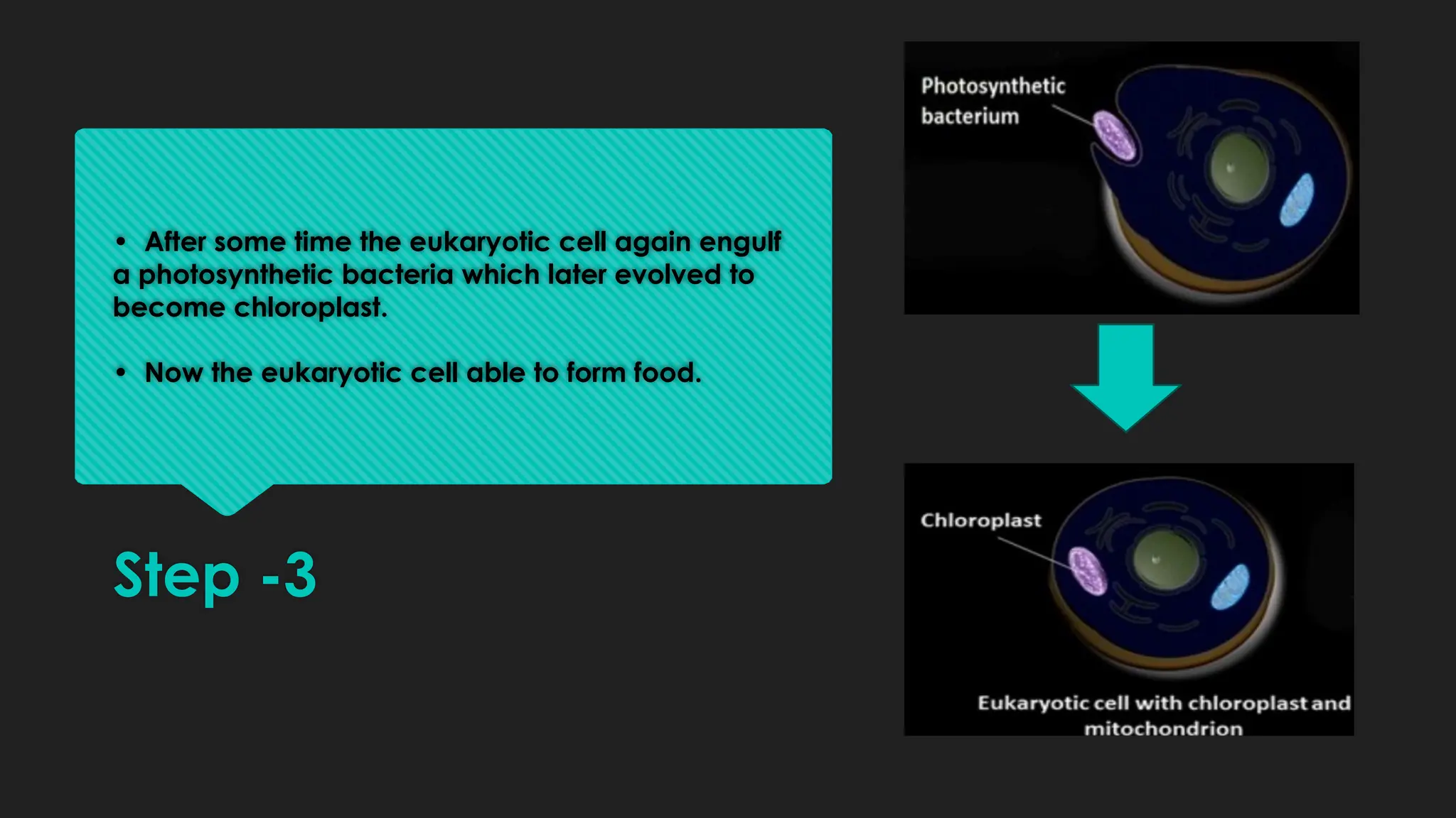 Endosymbiotic Theory (steps, function and proof) presentation.ppt. | PPTX