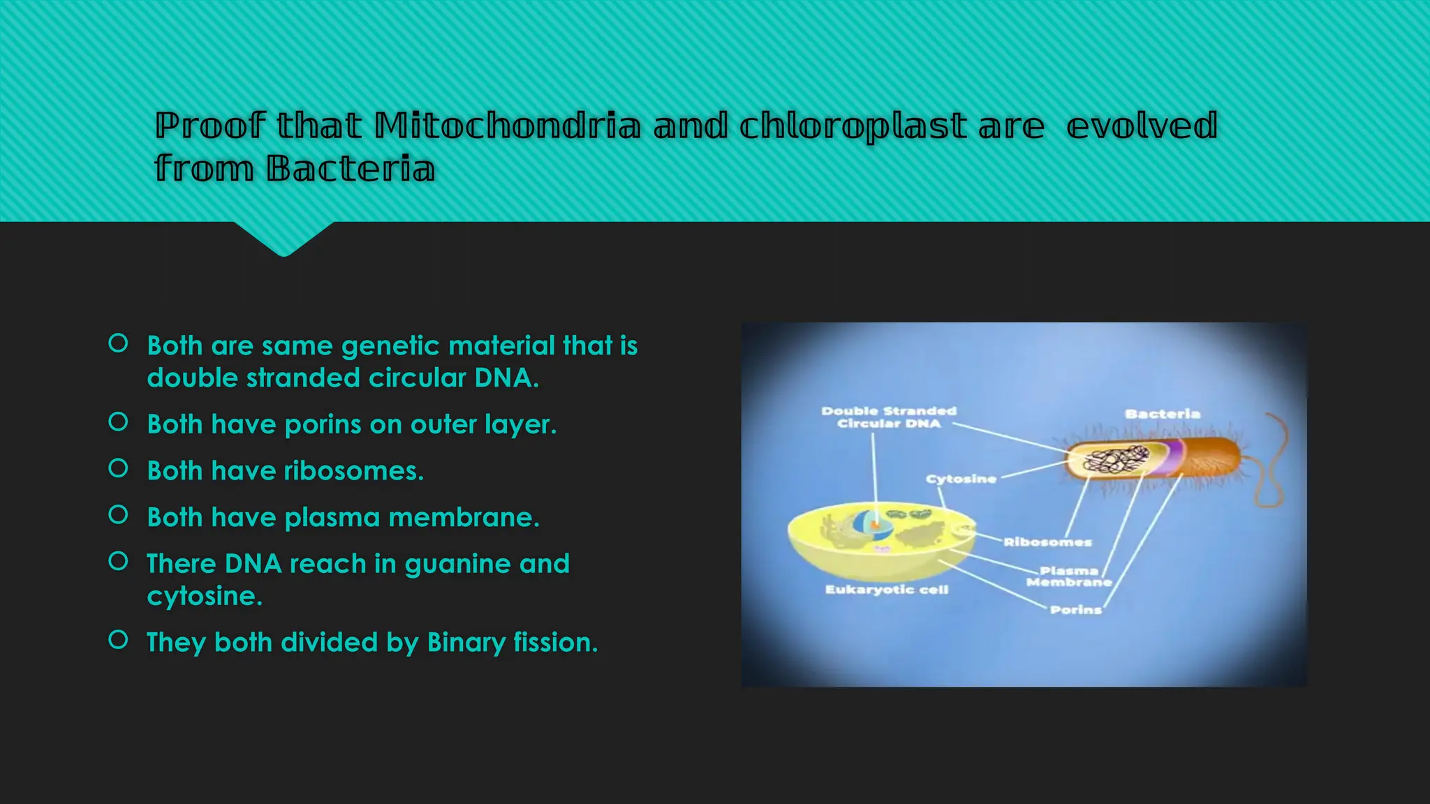 Endosymbiotic Theory (steps, function and proof) presentation.ppt. | PPTX