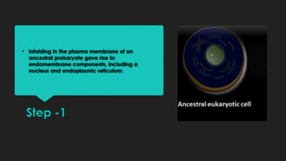Endosymbiotic Theory (steps, function and proof) presentation.ppt. | PPT