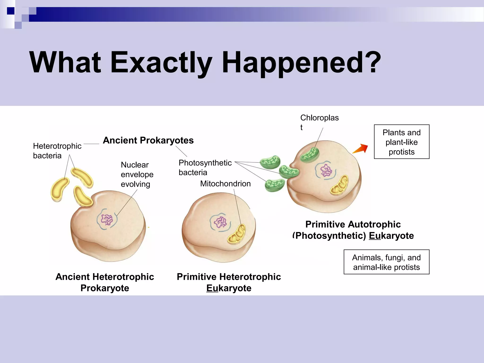 Endosymbiotic theory (2) | PPT