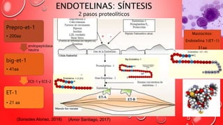 Endotelinas | PPTX