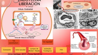 Endotelinas | PPTX