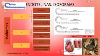 Endotelinas | PPTX