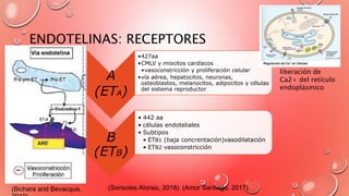 Endotelinas | PPTX