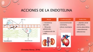 Endotelinas | PPTX