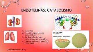Endotelinas | PPTX
