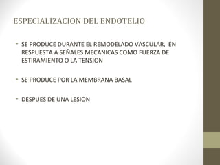 Endotelio | PPT