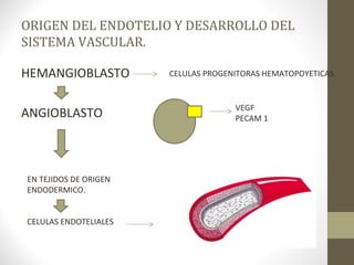 Endotelio | PPT