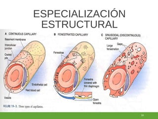 Endotelio | PPT