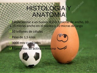 Endotelio | PPT