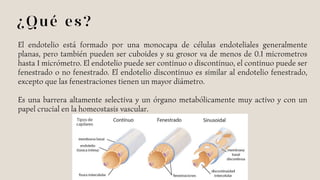 Endotelio, cardiología, Rubí Botello.pdf