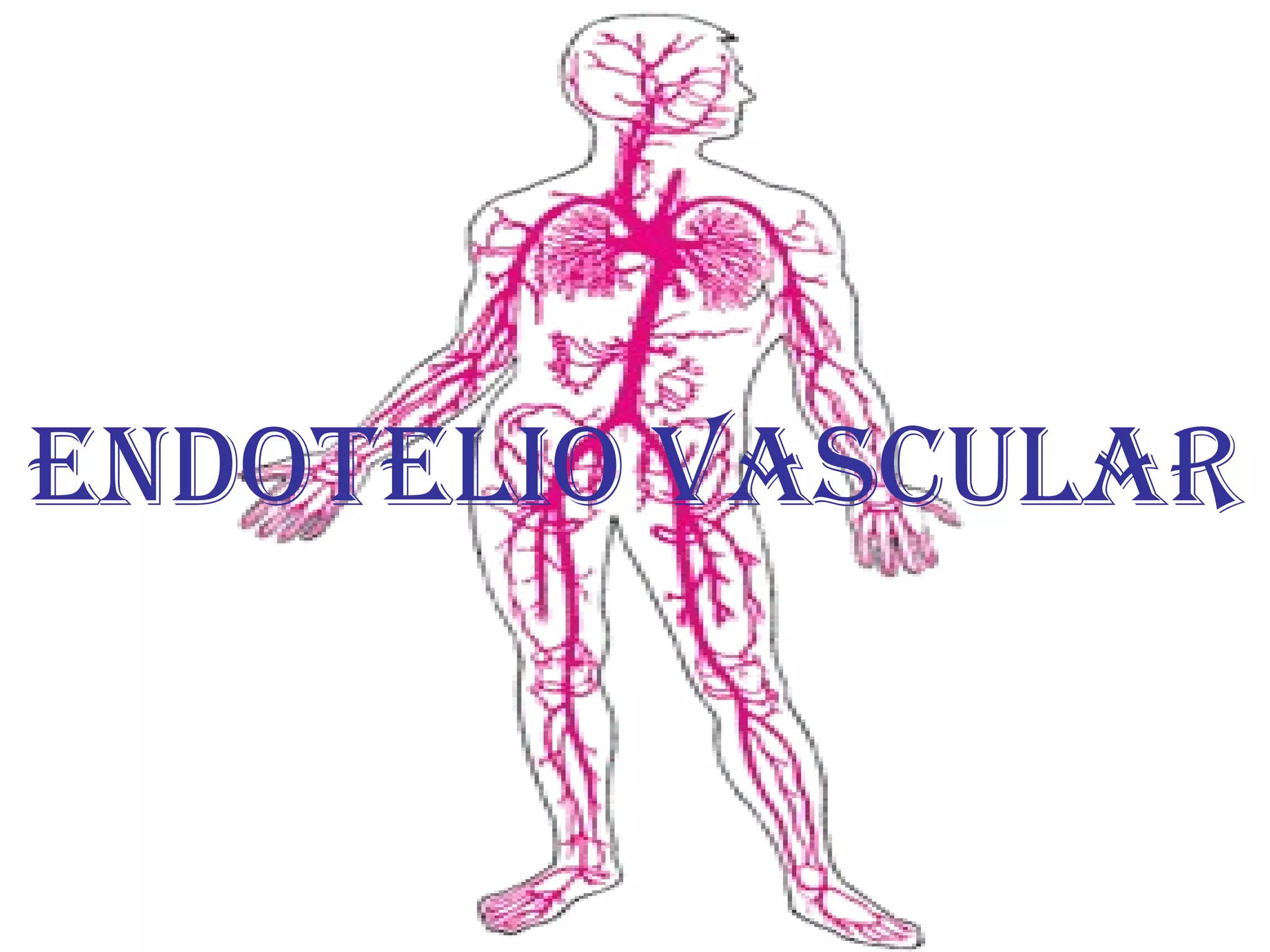 Endotelio Vascular | PPT