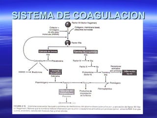 Endotelio Vascular | PPT